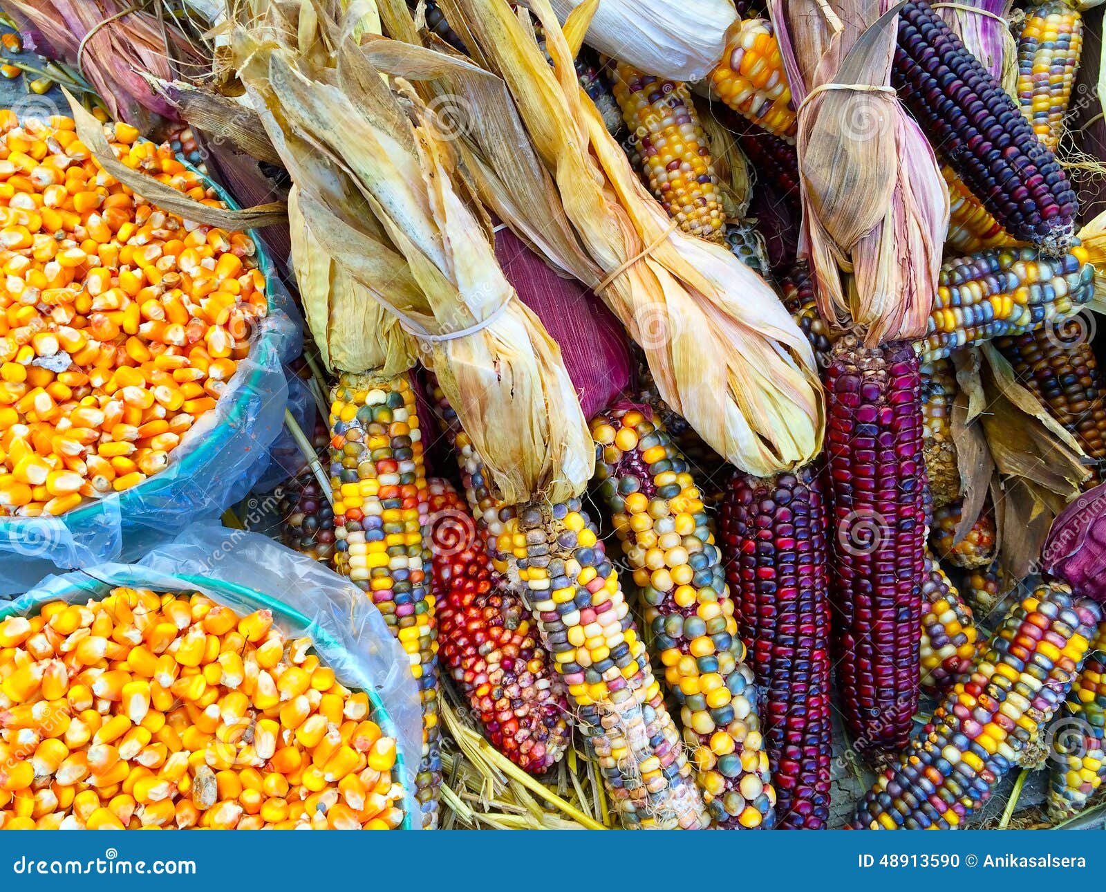 Variety of colorful corn stock photo. Image of mexican - 48913590