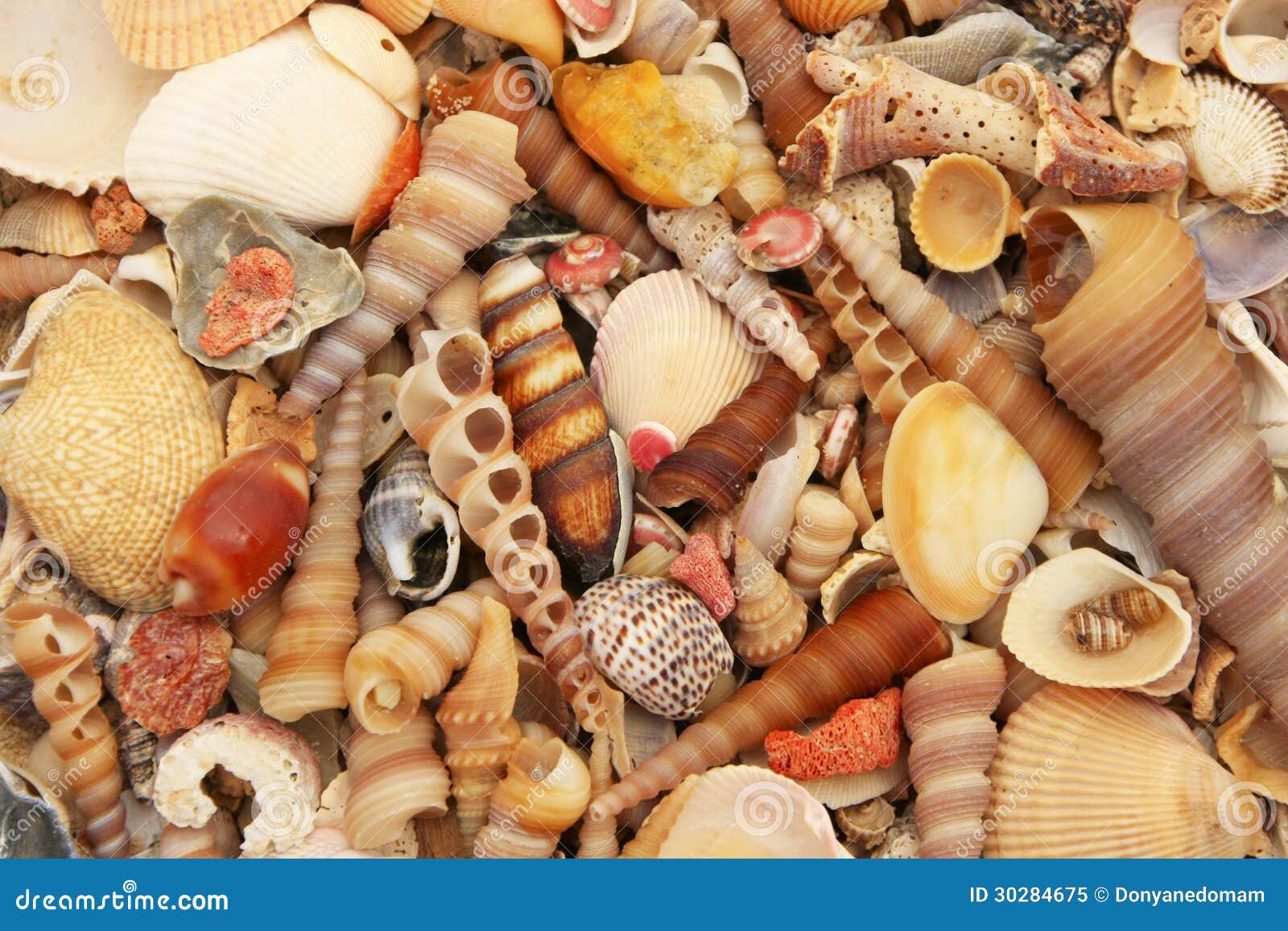 Colorful sea shells stock image. Image of colors, collection - 30284675