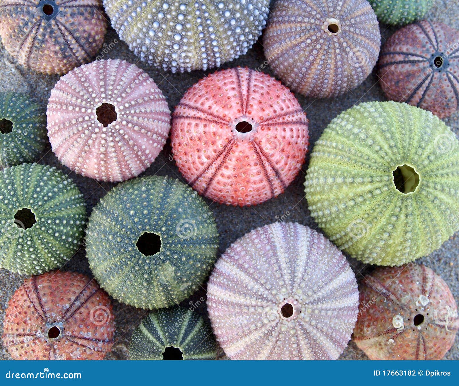 Variety of Colorful Sea Urchins Stock Photo - Image of urchin ...