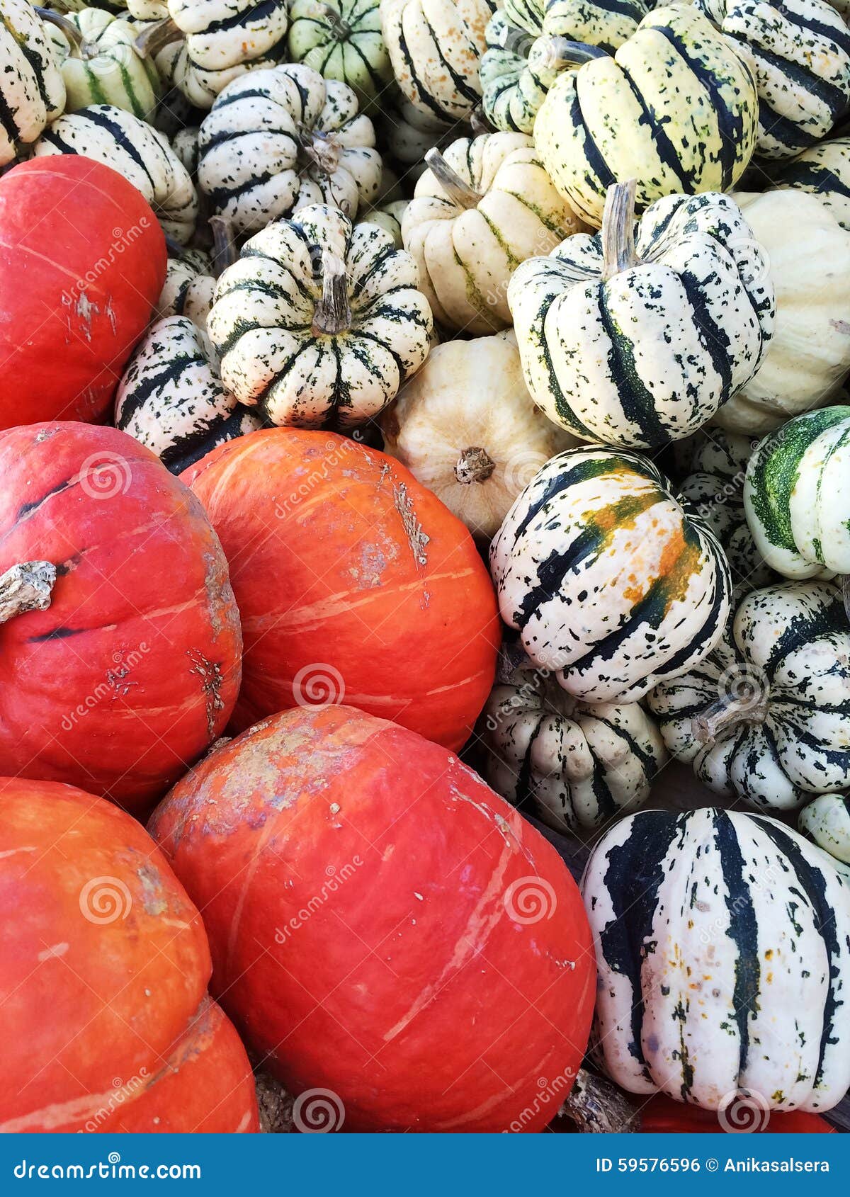 Variety of Colorful Squashes Stock Photo - Image of halloween, orange ...
