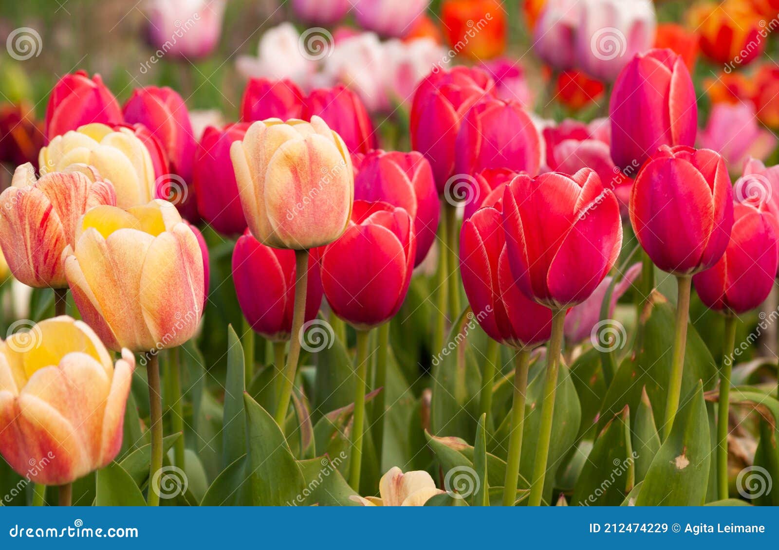 Variety Colors Tulips Background on Spring . Stock Image - Image of ...