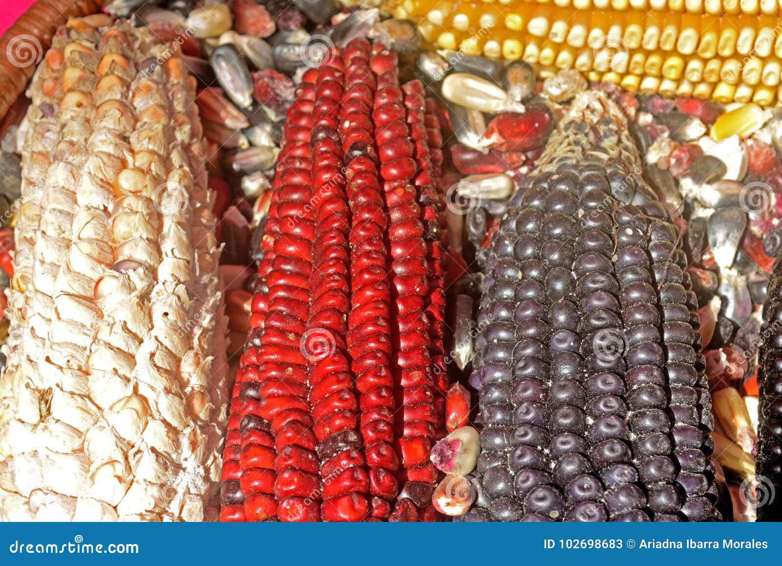 Mexican Corn Diversity, White Corn, Black Corn, Blue Corn, Red Corn ...