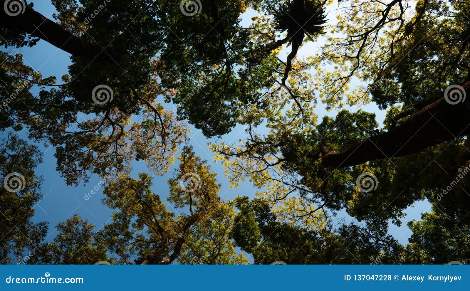 Crowns of Trees in the Forest Stock Photo - Image of branch ...