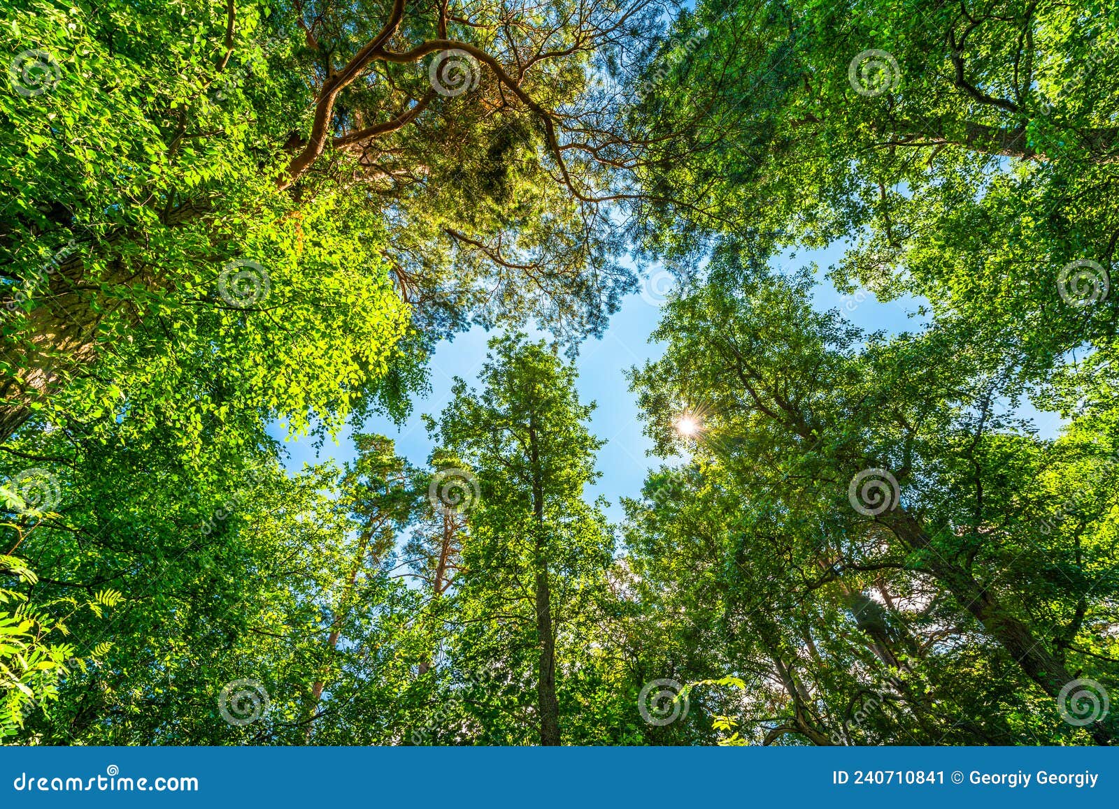 Variety Crowns of the Trees in the Forest Stock Image - Image of ...