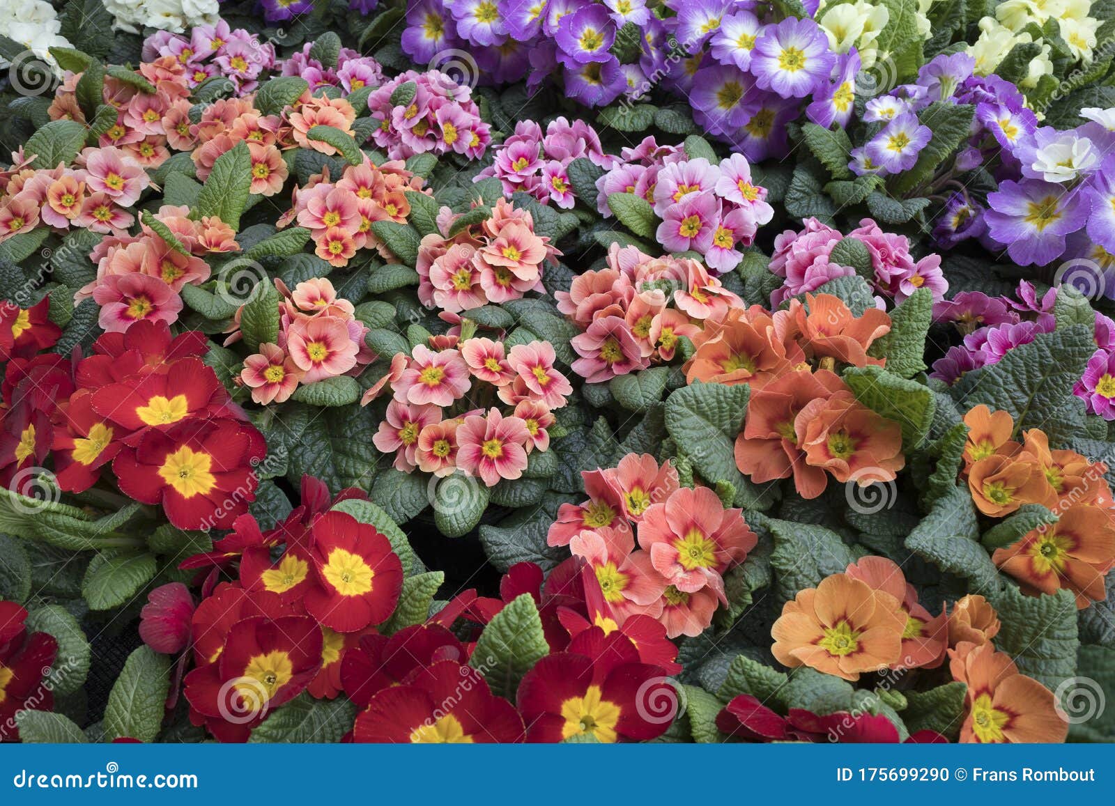 Variety of Cultivated Primula Stock Photo - Image of easter, fresh ...