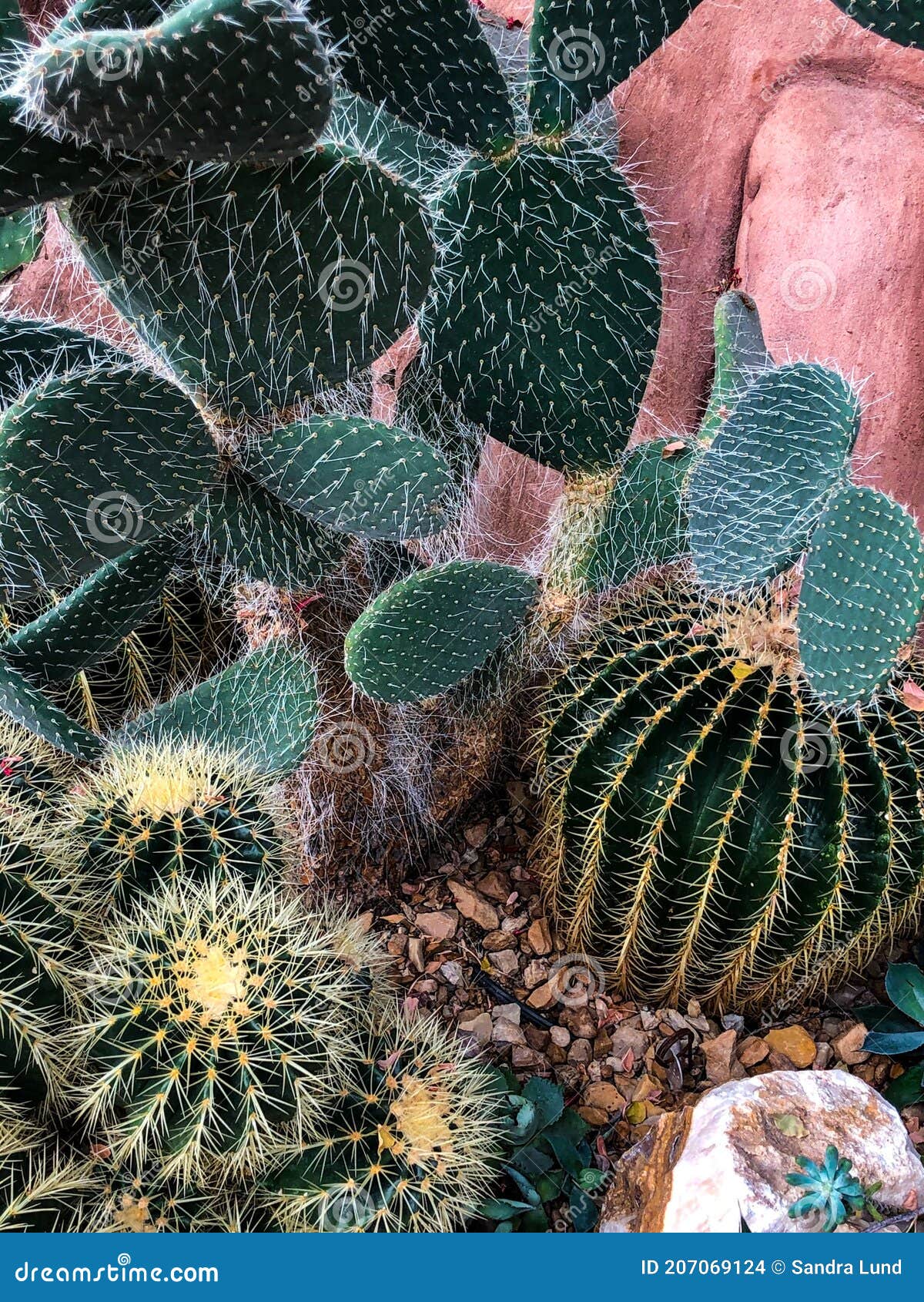 Variety of Desert Cactus Plants Stock Photo - Image of nature ...