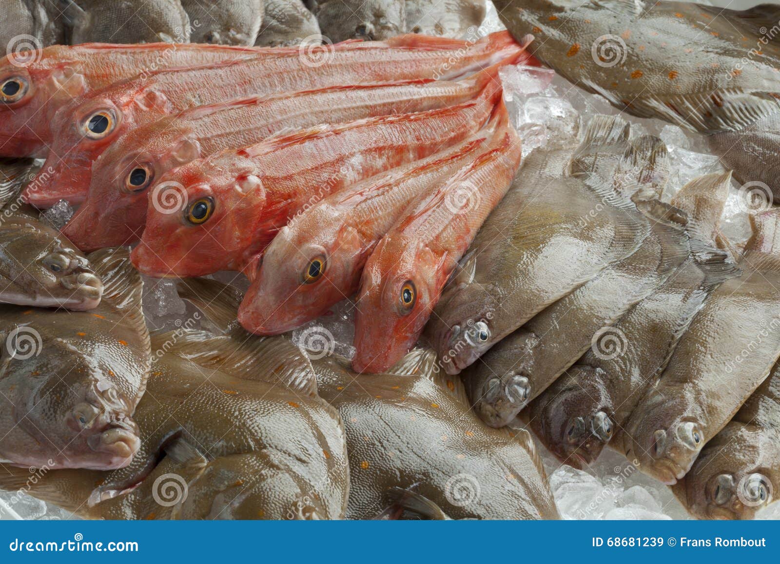 Variety of Different Fresh Raw Fishes Stock Image - Image of fishes ...