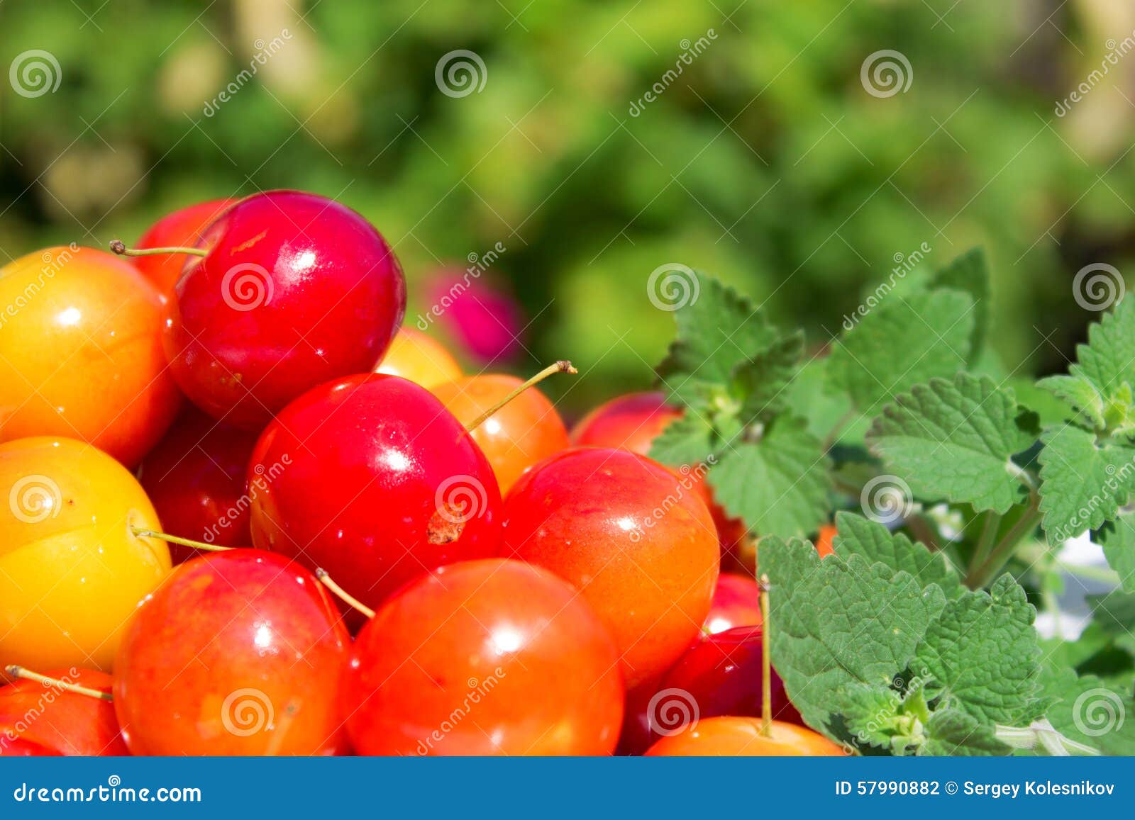Variety of Different Red Fruits: Cherry-plums Stock Photo - Image of ...