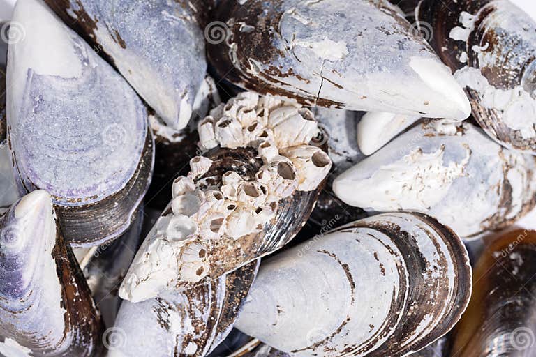 Variety of Empty Mussel Shells Stock Photo - Image of soil, background ...