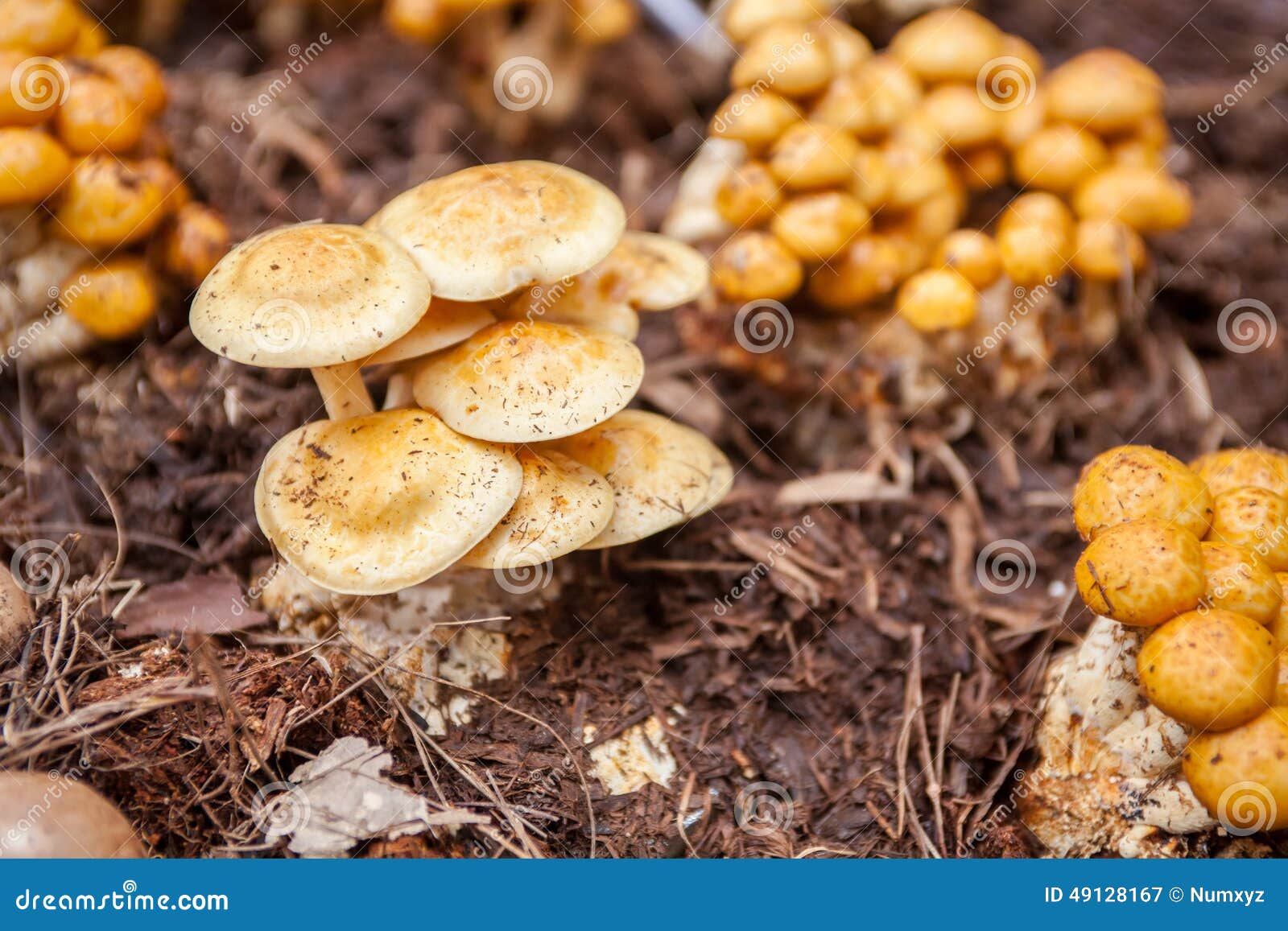 A Variety of Exotic Mushrooms Grown Stock Image - Image of boletus ...