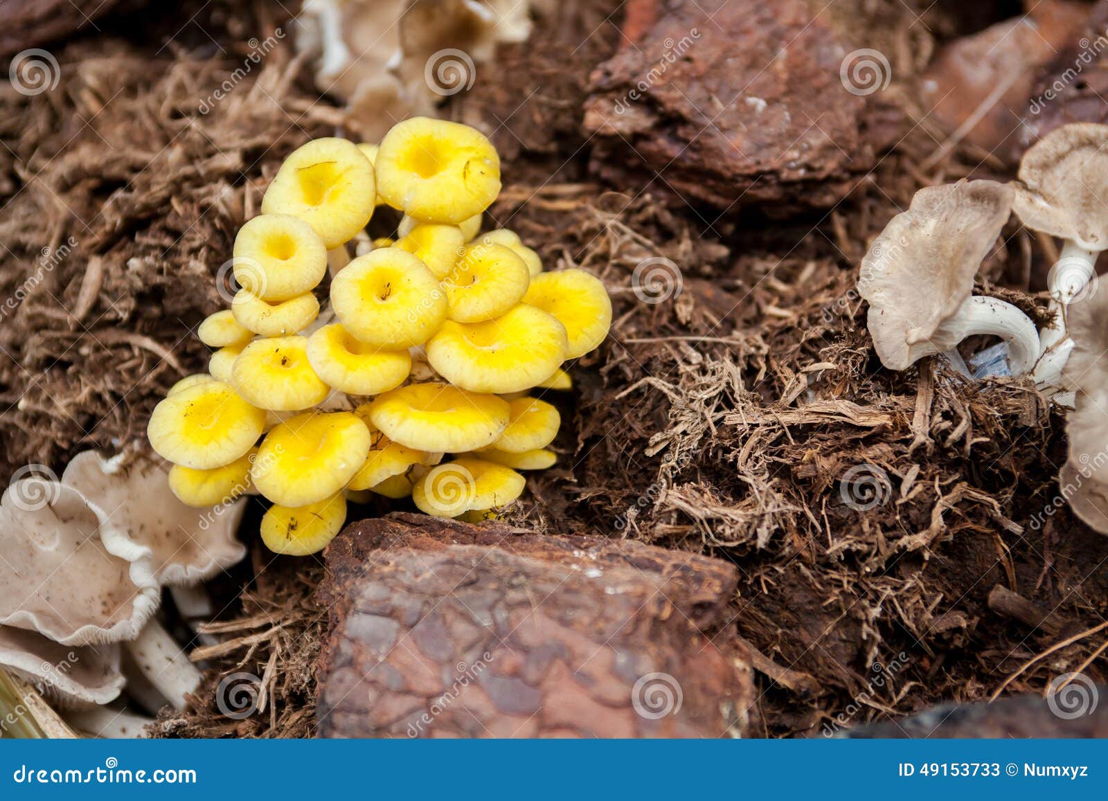 A Variety of Exotic Mushrooms Grown Stock Image - Image of ingredient ...