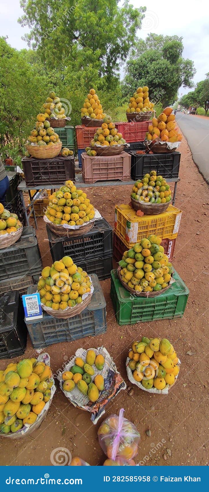 Variety of Farm Fresh Mangoes Stock Photo - Image of dish, fruit: 282585958