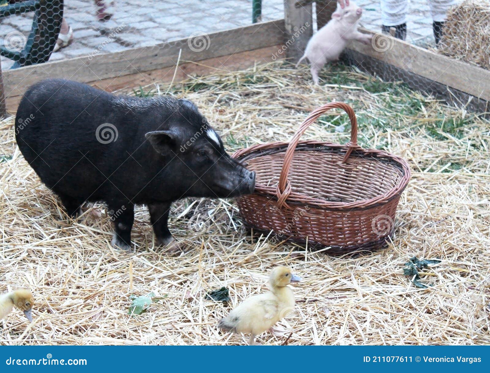 Variety of Farm Pigs and Chicks Stock Image - Image of food, chicks ...