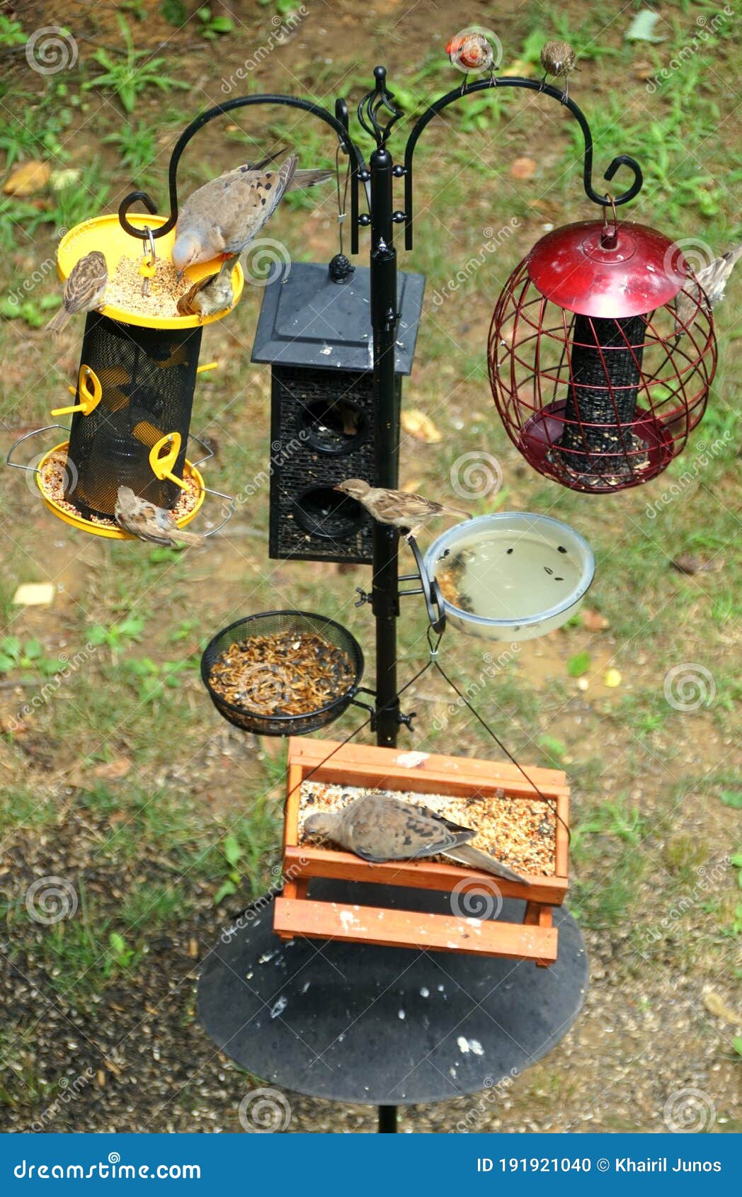 Variety of Feeders with Seeds Visited by Multiple of Birds in the ...