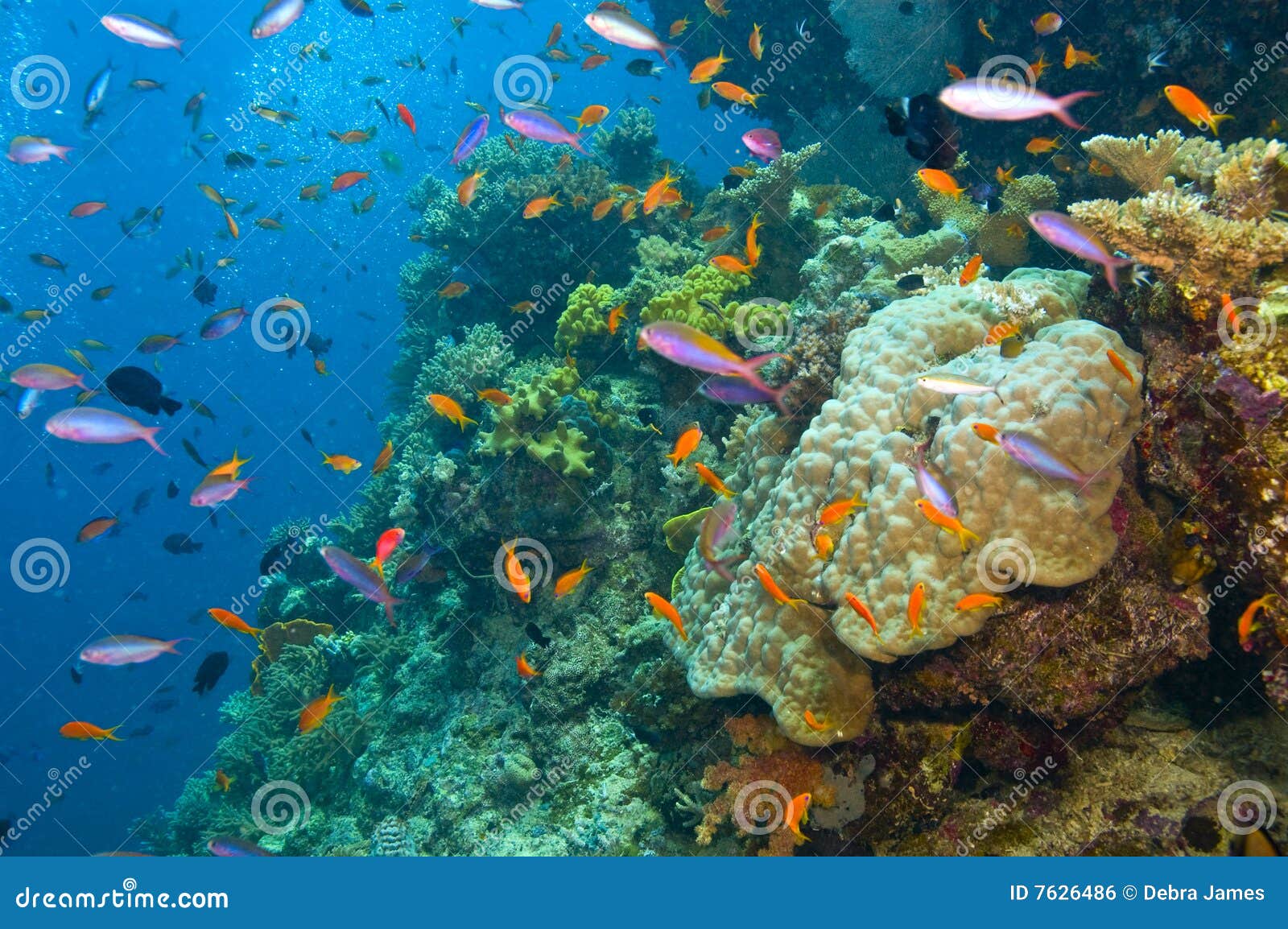Variety of of Fish and Coral Stock Photo - Image of sport, southern ...