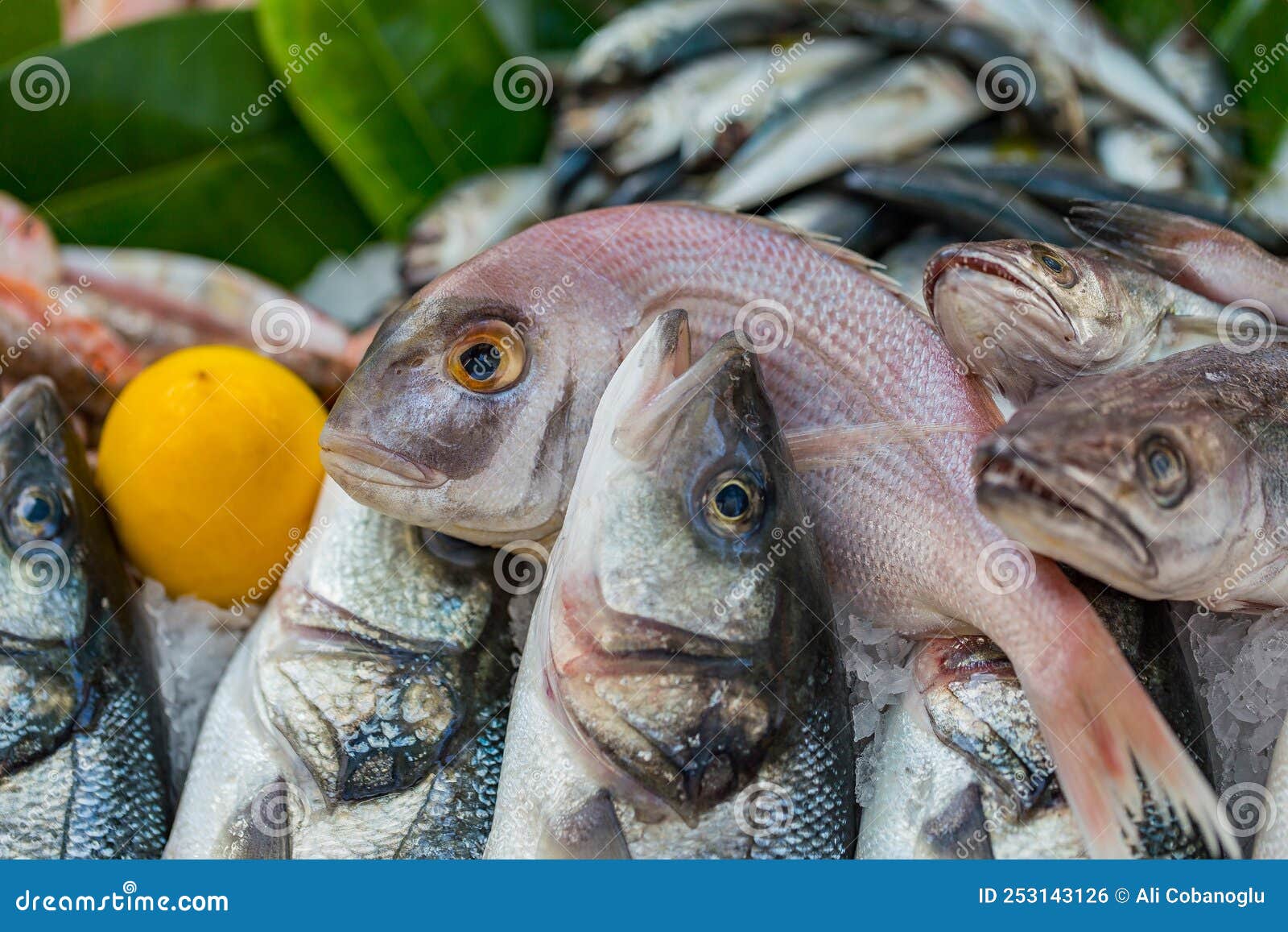 A Variety of Fish on the Market Stall Stock Photo - Image of fresh ...