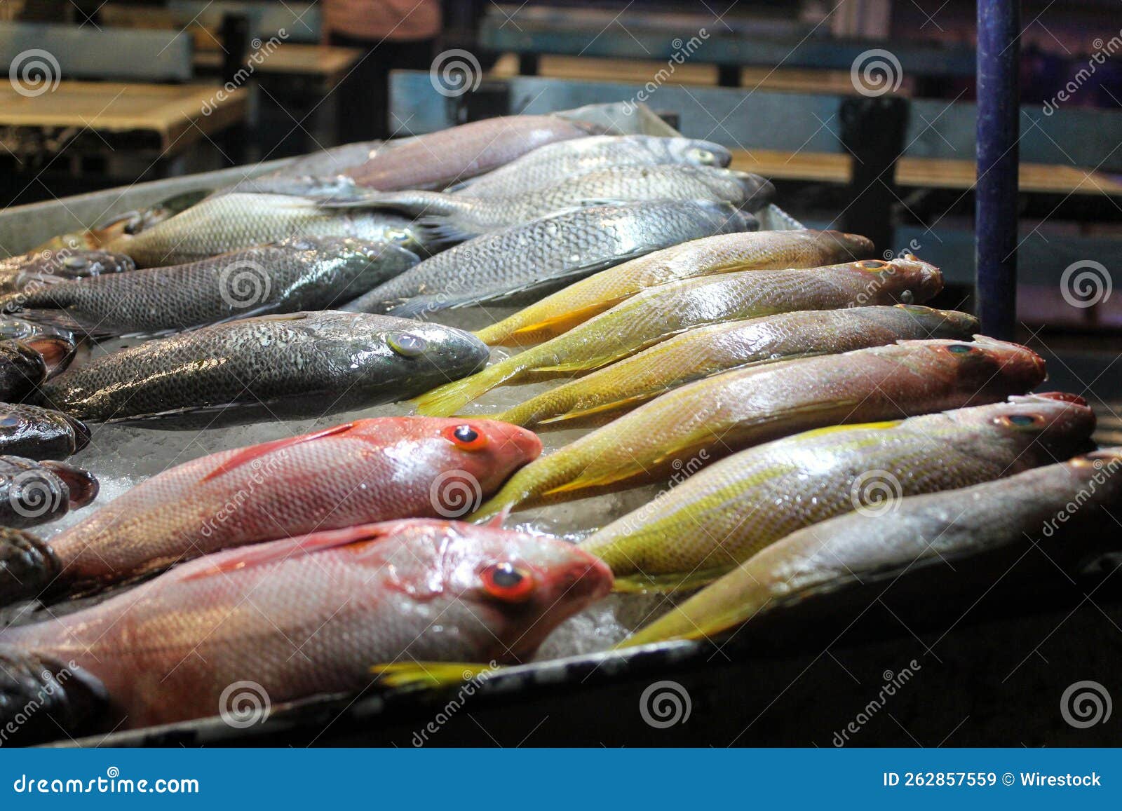 Variety of Fishes Displayed in the Market Stock Image - Image of ...