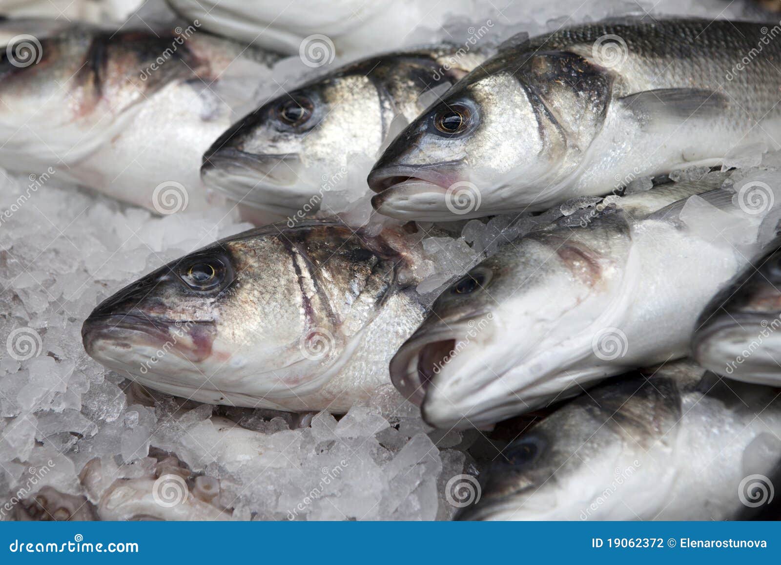 Variety of Fresh Fish Seafood in Market Stock Photo - Image of fish ...