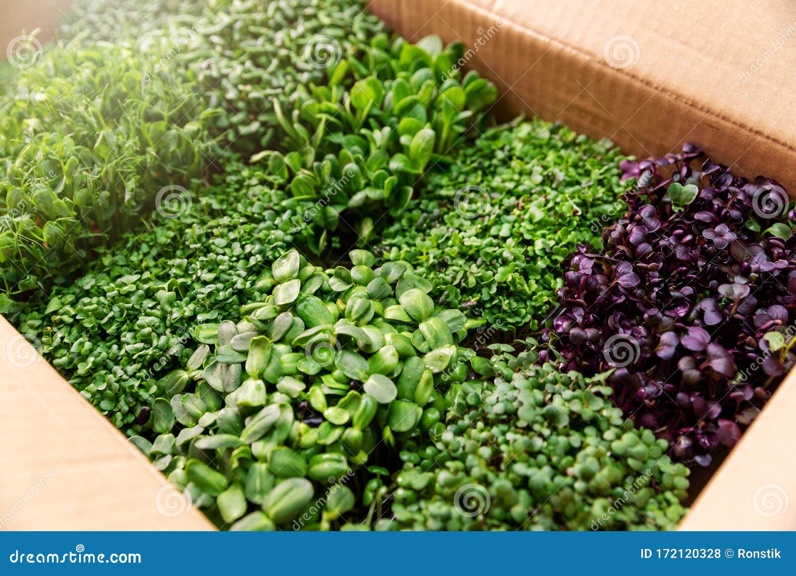 Fresh Organic Microgreens in Cardboard Box Stock Photo - Image of plant ...