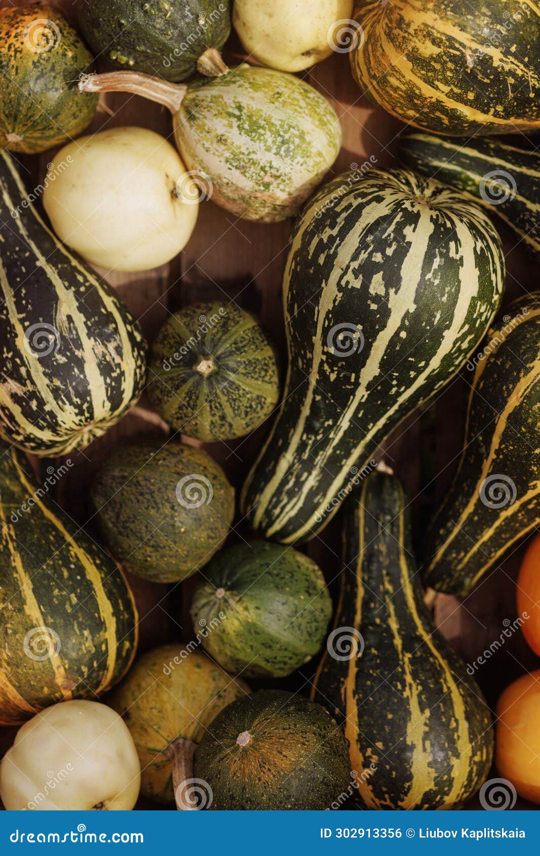 Variety of Gourds, Different Shapes, Patterns Flat Lay. Stock Photo ...