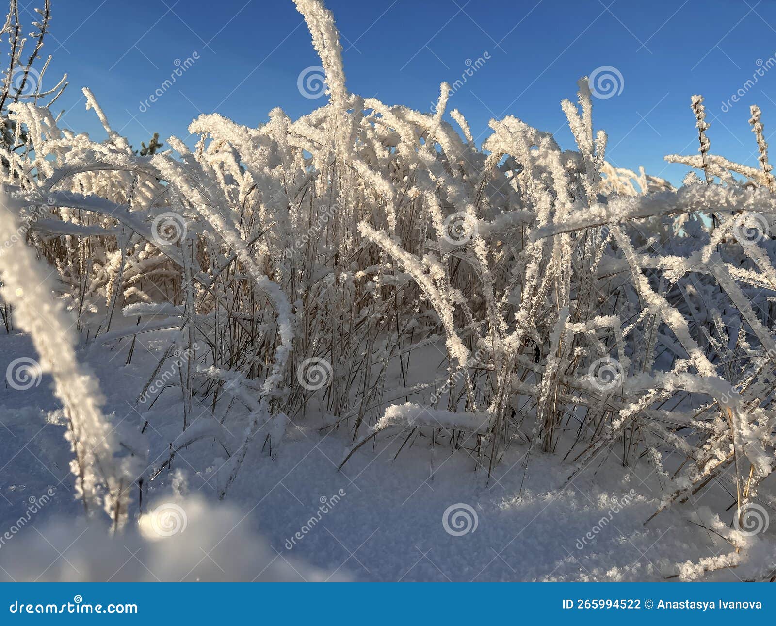 A Variety of Grass Under a Layer of Snow and Ice on a Sunny Winter Day ...