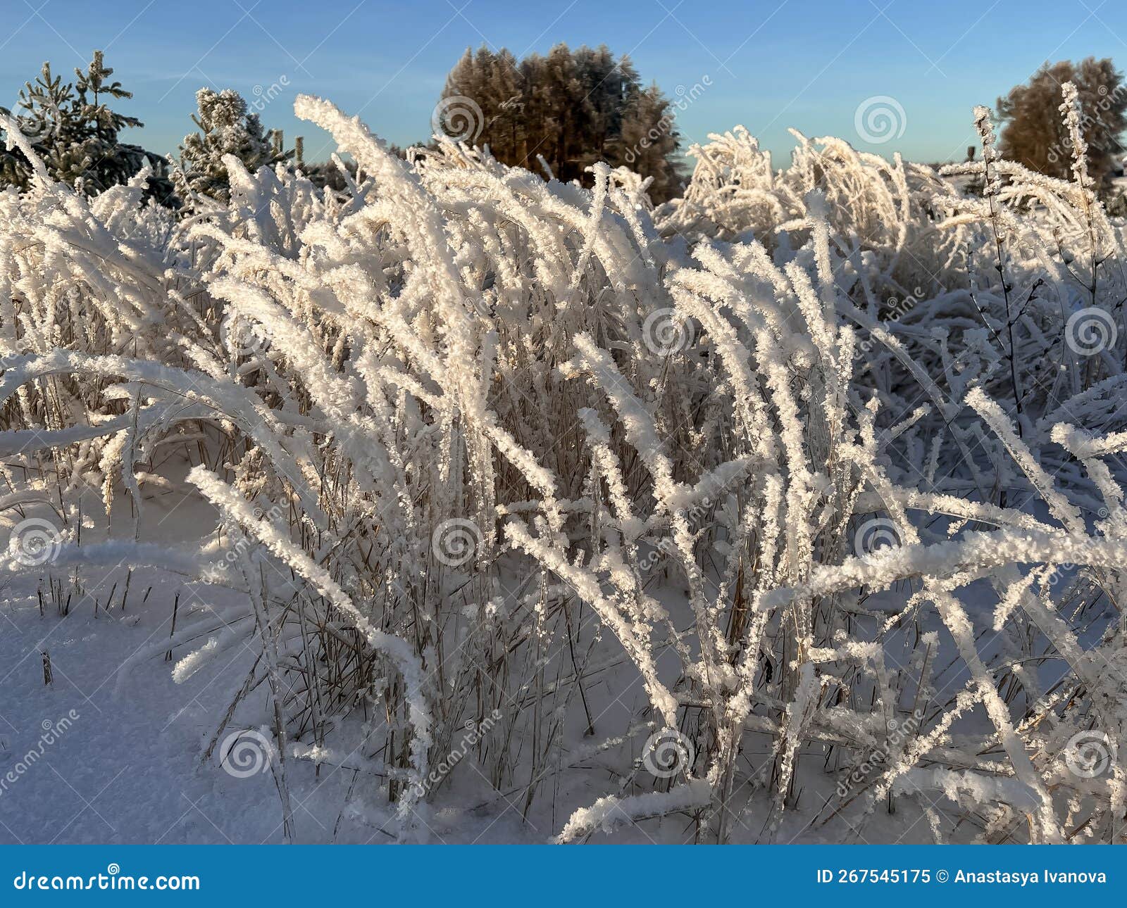 A Variety of Grass Under a Layer of Snow and Ice on a Sunny Winter Day ...