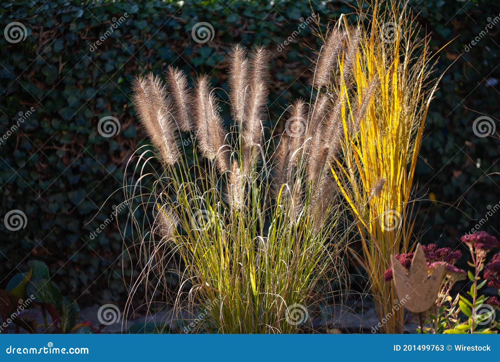 Variety of Grasses in a Garden in the Sun with Backlight Stock Image ...