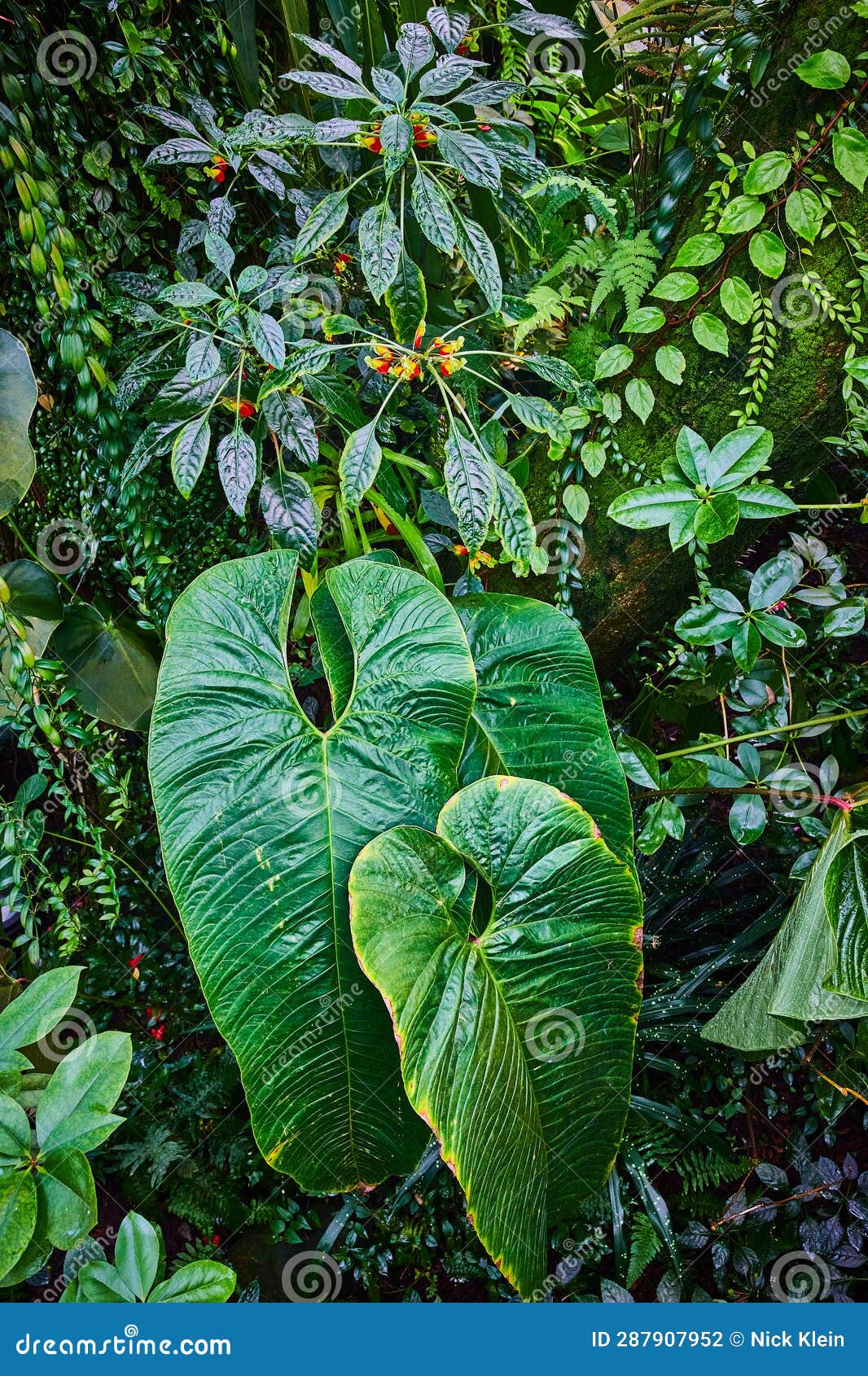 Variety of Green Plants with Large Leaves and Tiny Ones Stock Photo ...