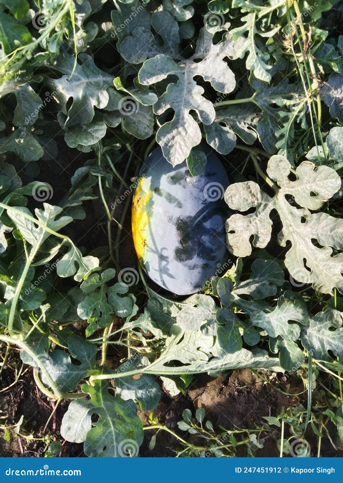 Variety of Kiran Watermelon Stock Photo - Image of forest, leaf: 247451912