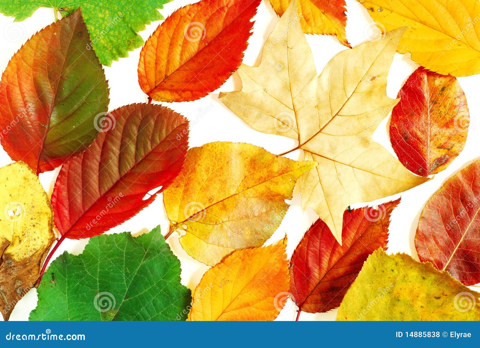 Variety of leaves stock photo. Image of closeup, decoration - 14885838