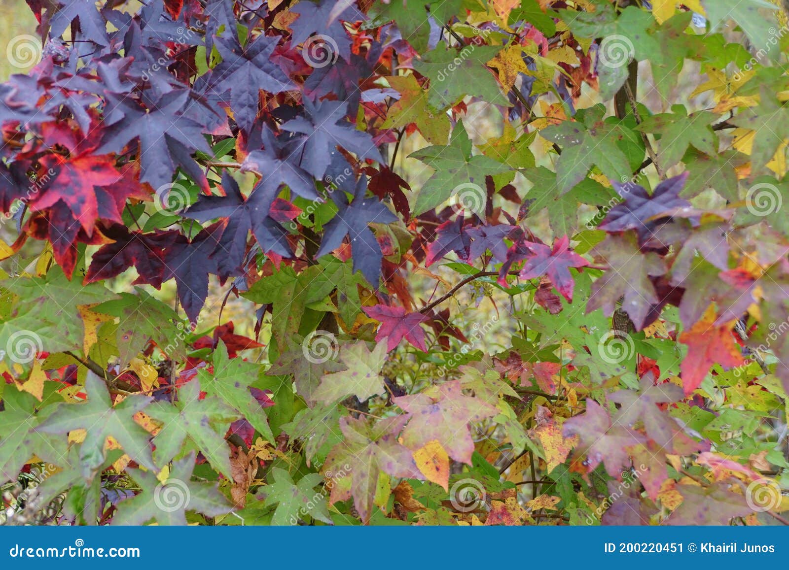 Leaves of Maples Tree Changing Colors in the Fall Stock Image - Image ...