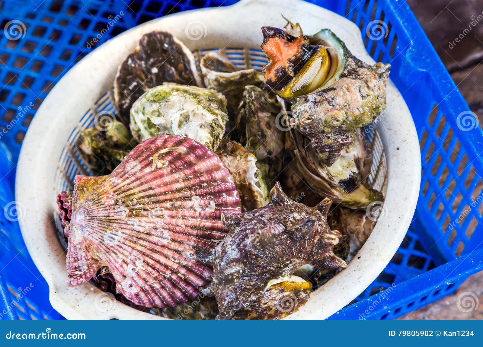 Variety of Live Oysters and Shellfish Stock Photo - Image of cooking ...