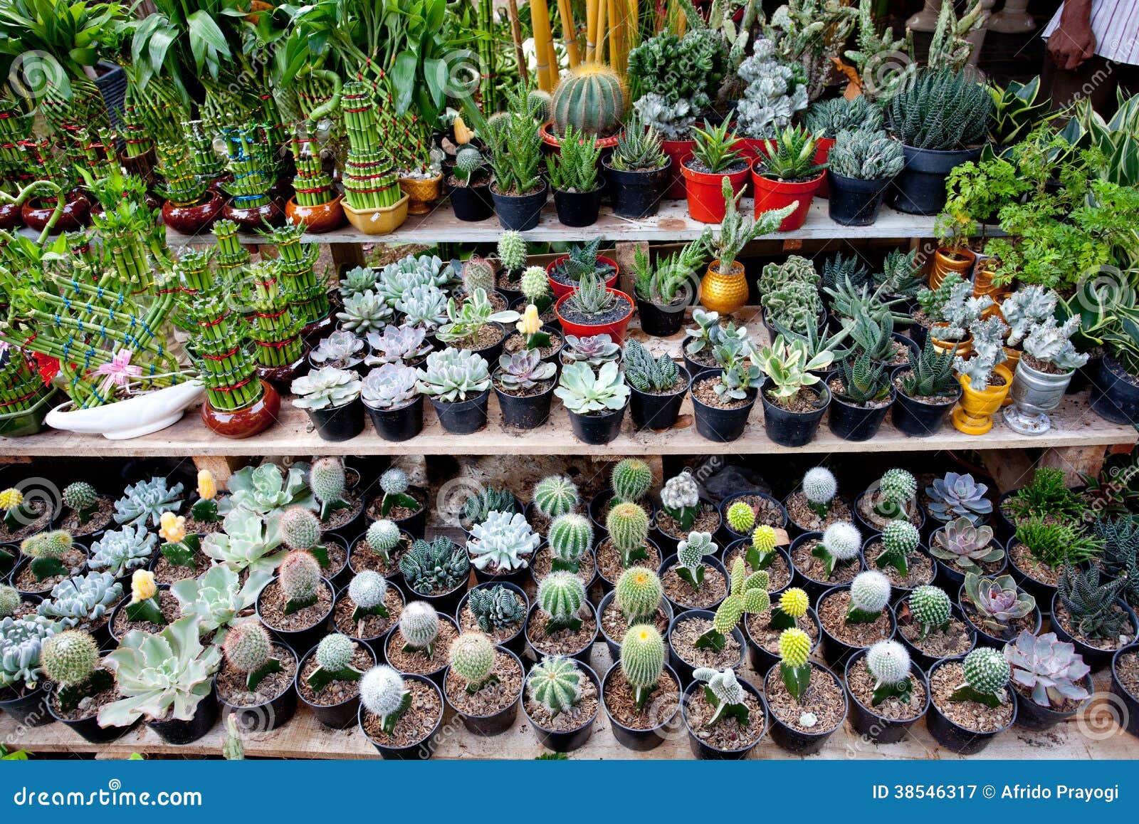 Variety Mini Plant stock image. Image of tree, collection - 38546317