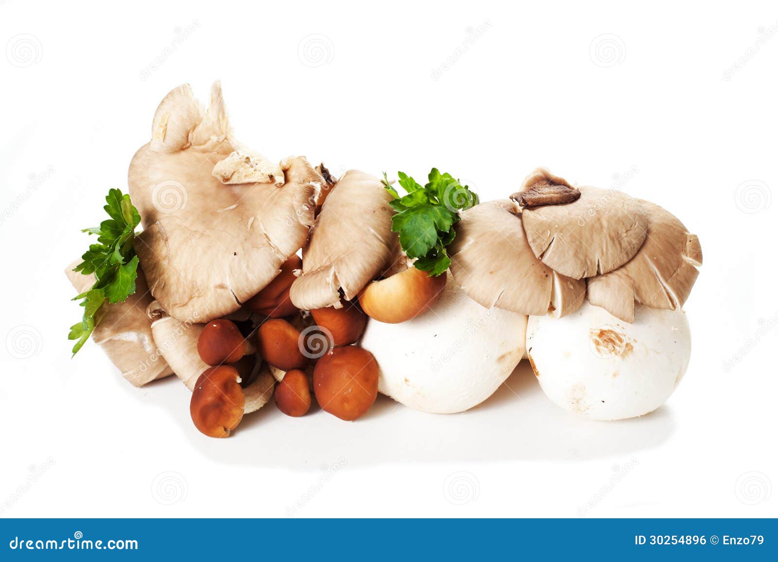 Variety Of Mushrooms On White Background, Close Up Royalty-Free Stock ...