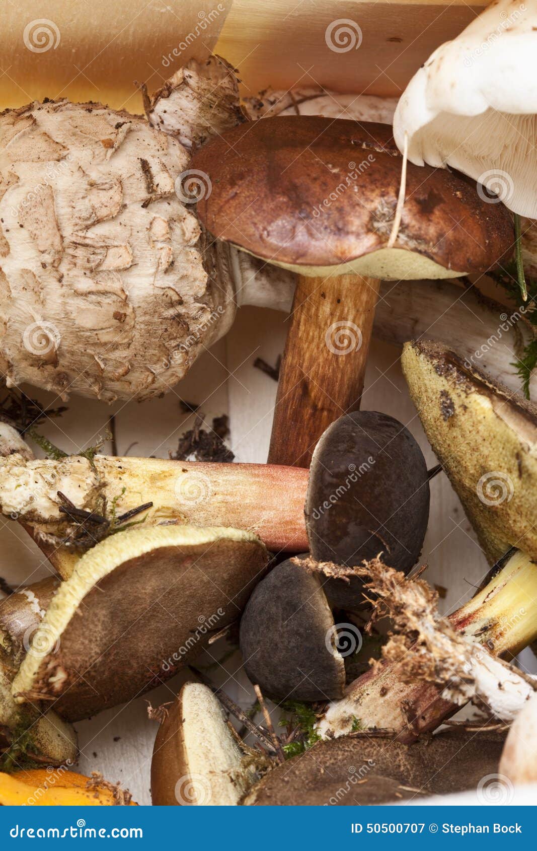Variety Of Mushrooms On White Background, Close Up Royalty-Free Stock ...