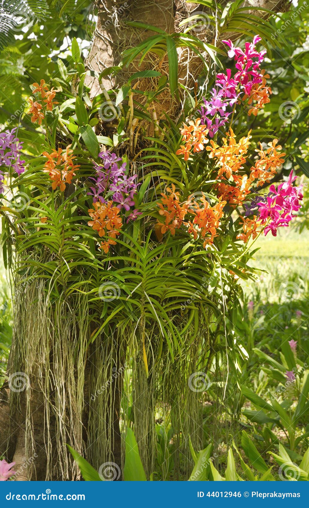 Variety of Orchid in the Tree Stock Photo - Image of forest, house ...