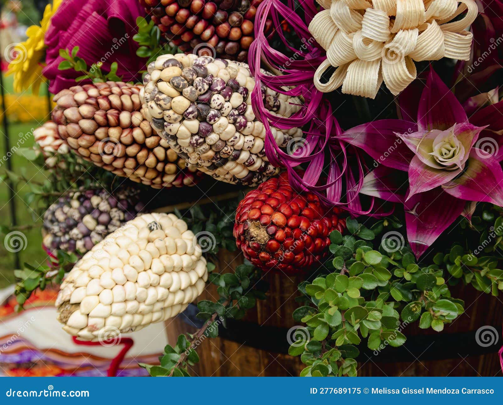 Variety of Peruvian Corn Presented in a Decorative Manner Stock Image ...