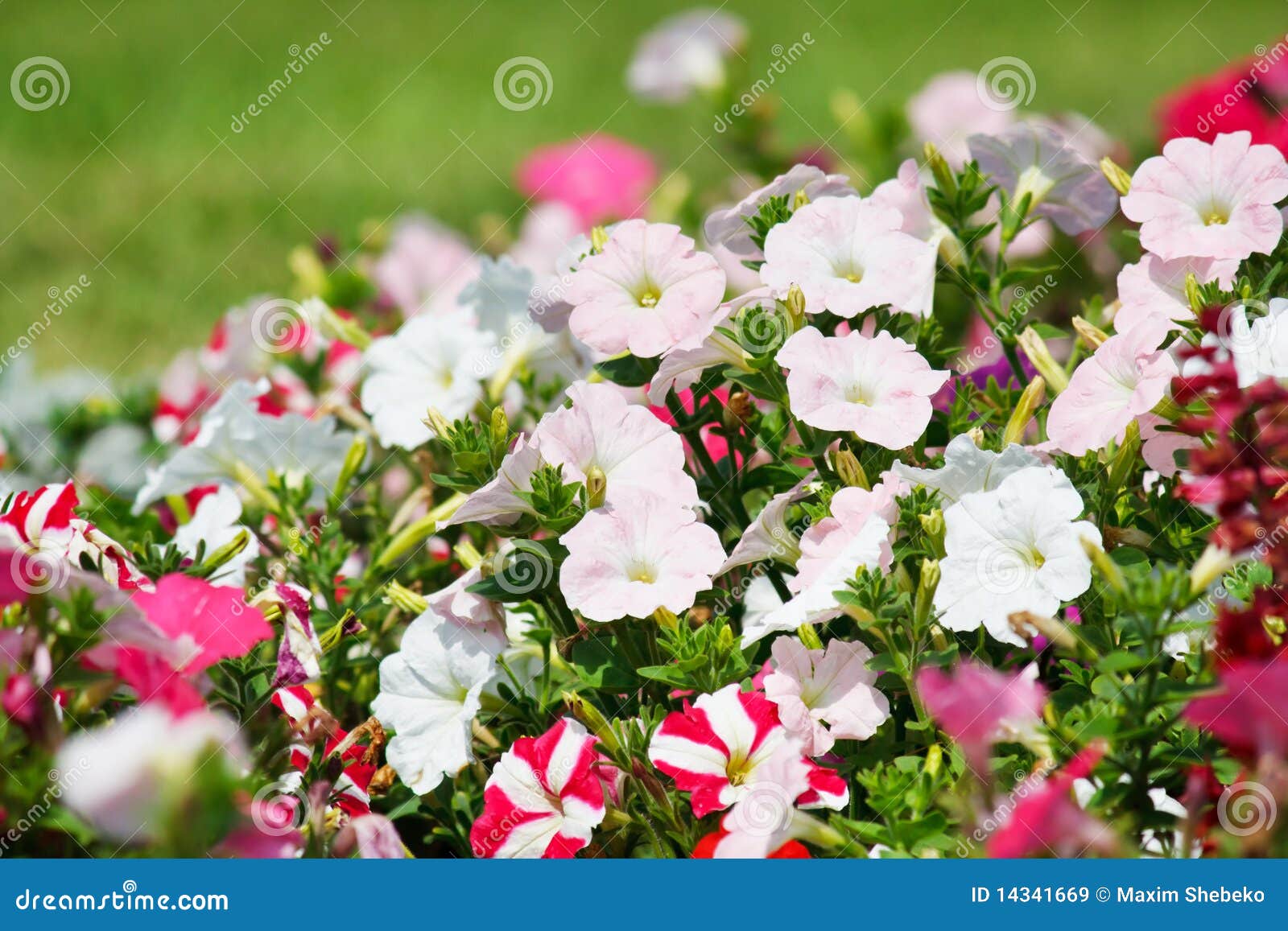 Variety of petunias stock image. Image of violet, cheery - 14341669