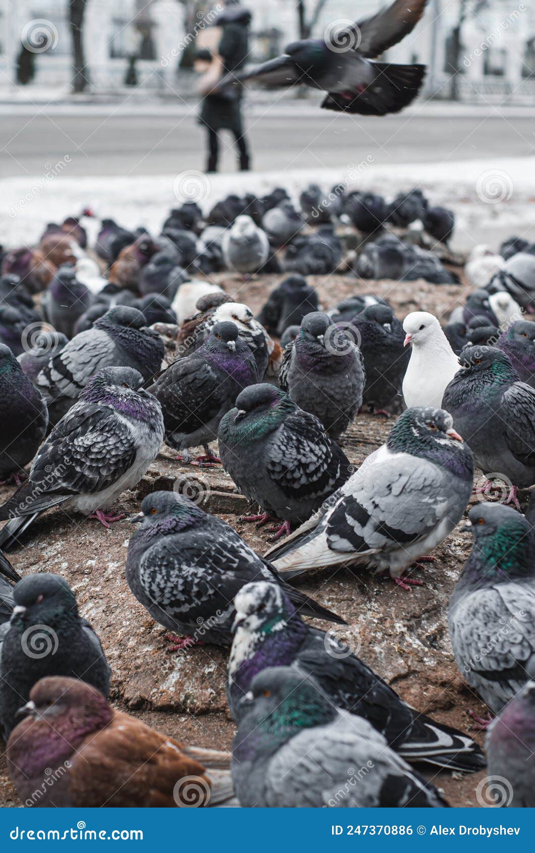 A Variety of Pigeons Sitting Together Stock Photo - Image of animal ...