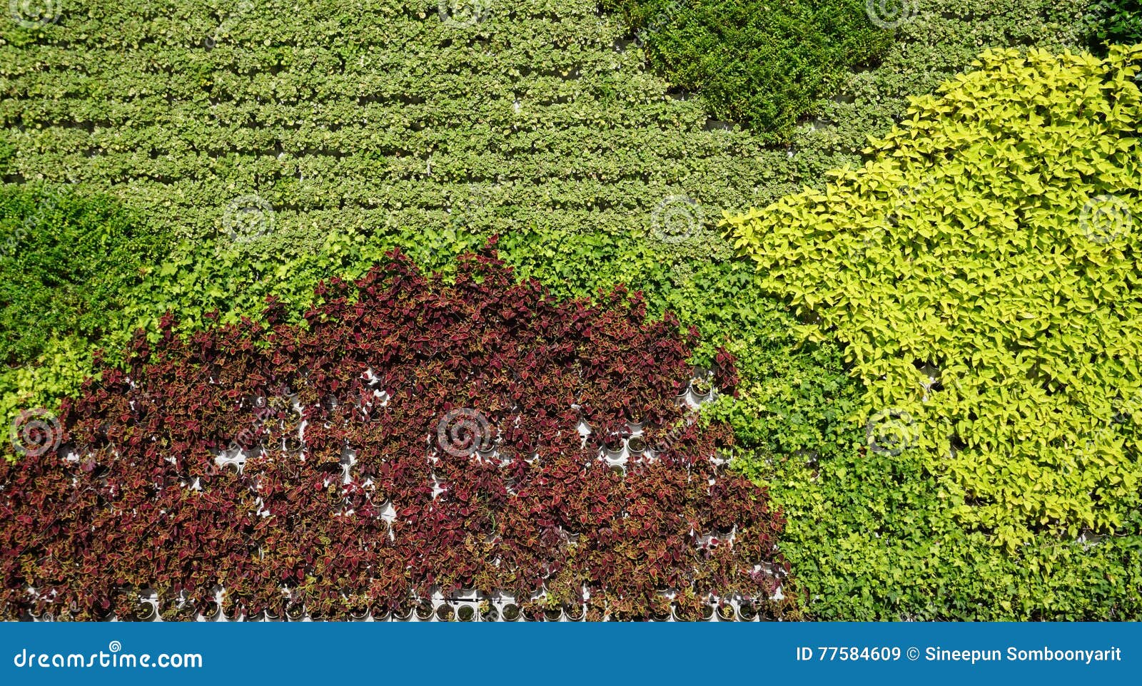 Variety of Plants in Vertical Garden Texture Stock Image - Image of ...