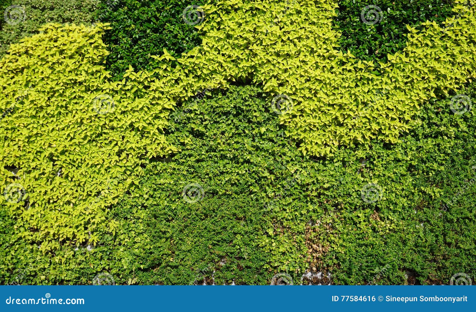 Variety of Plants in Vertical Garden Texture Stock Photo - Image of ...