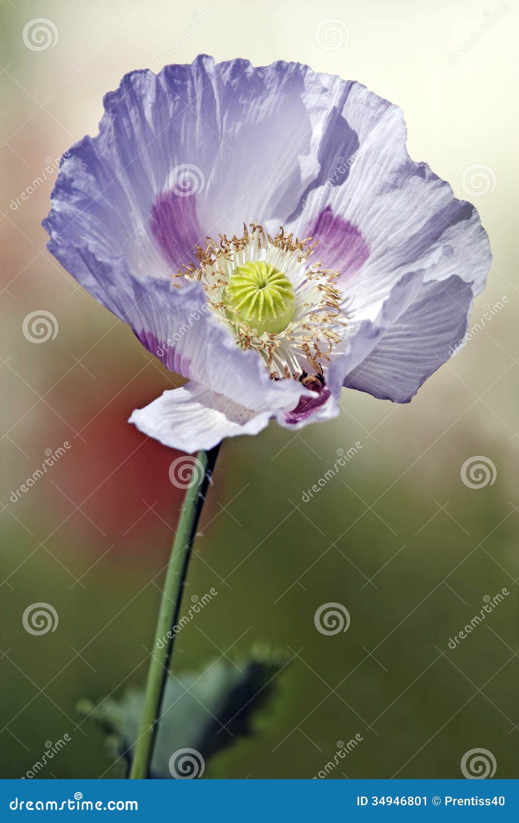 Variety poppy stock image. Image of beautiful, garden - 34946801
