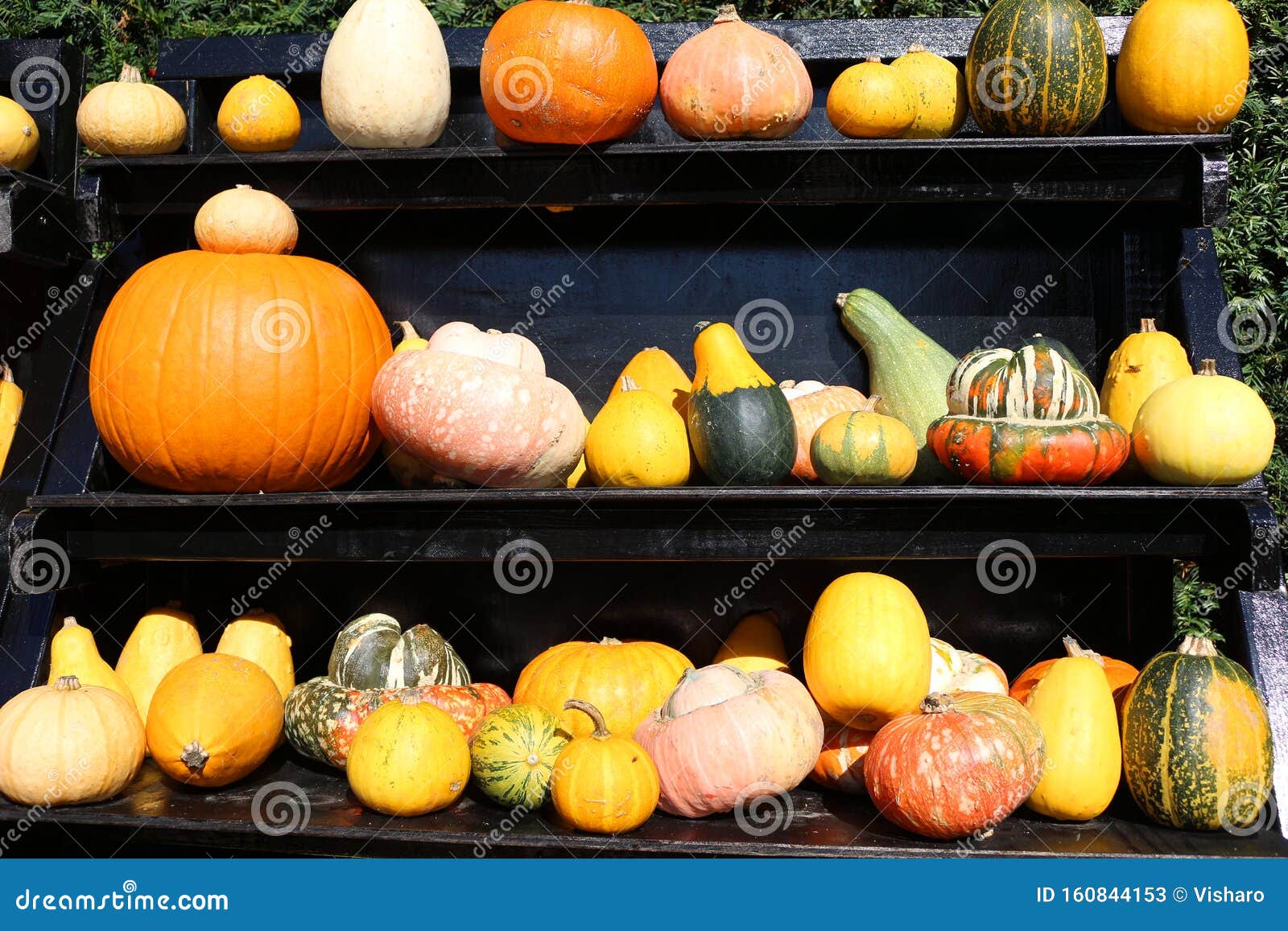 Variety of Pumpkins stock image. Image of natural, background - 160844153