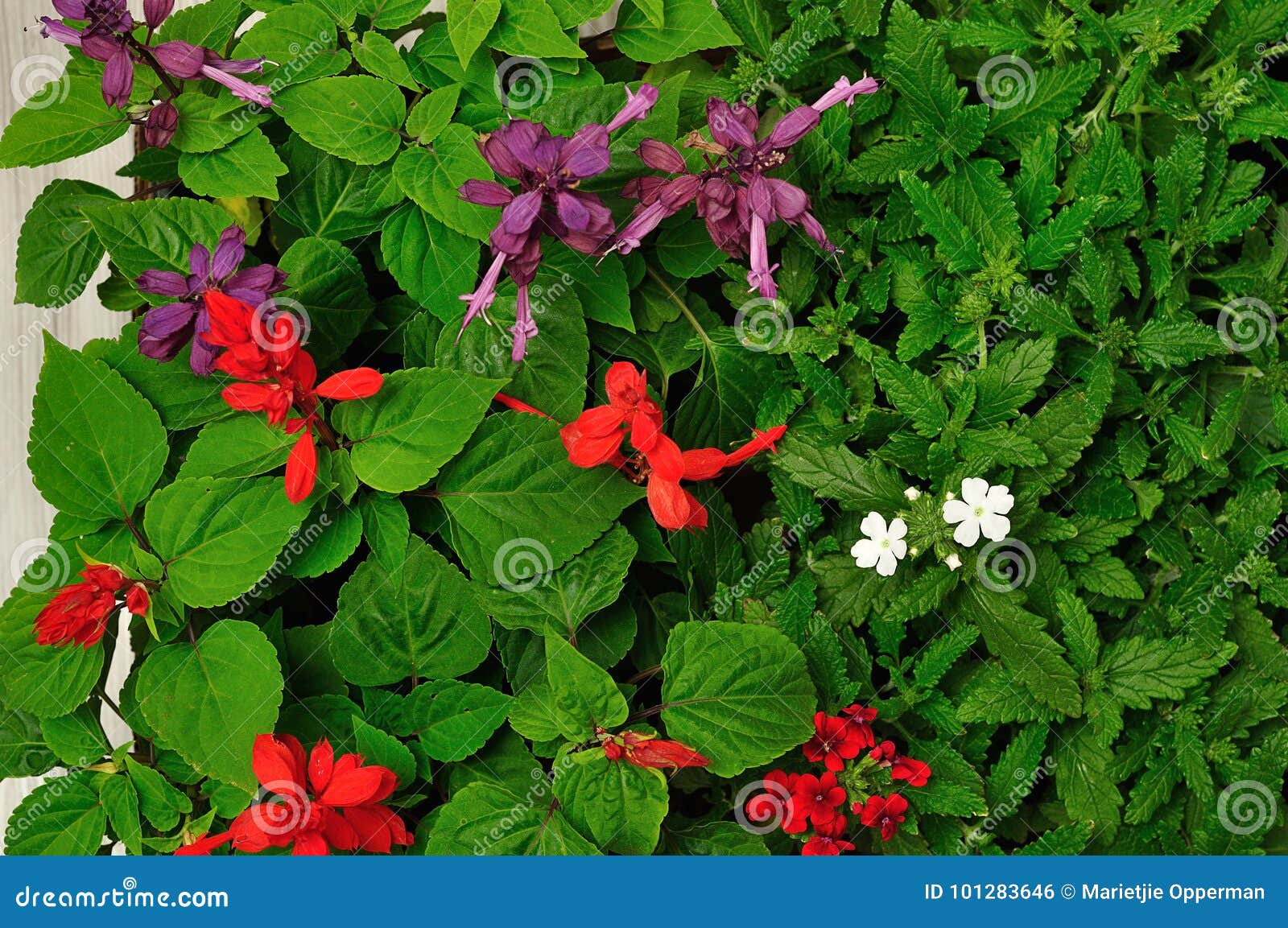 Variety of Salvia Dwarf and Verbena Seedlings Stock Photo - Image of ...