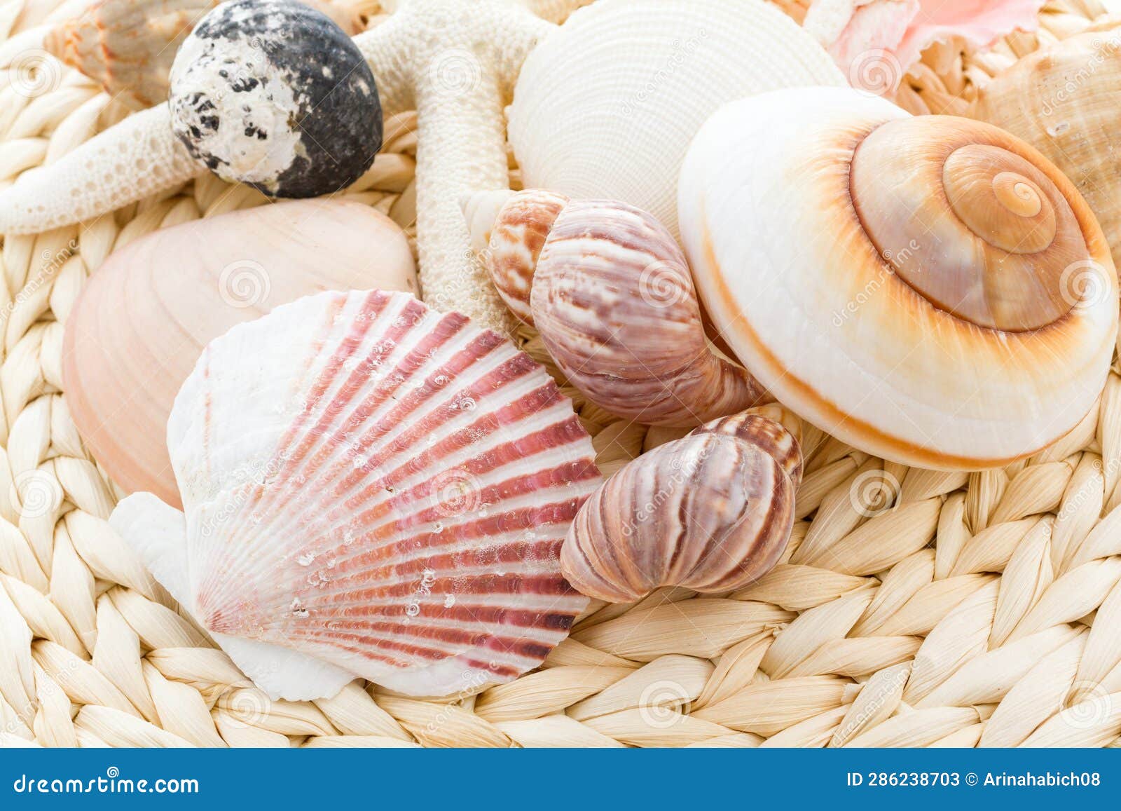 Sea shells stock image. Image of nature, shell, spiral - 286238703