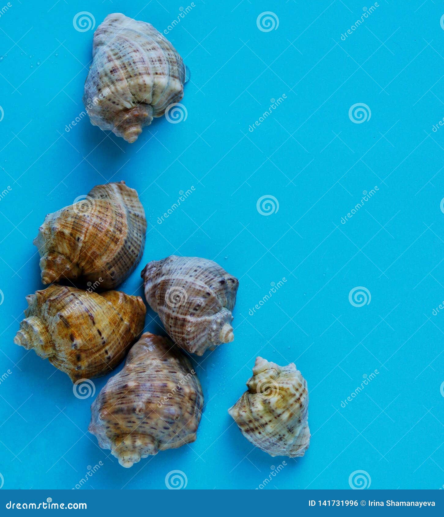 A Variety of Sea and River Shells on a Bright Blue Background, Beach ...