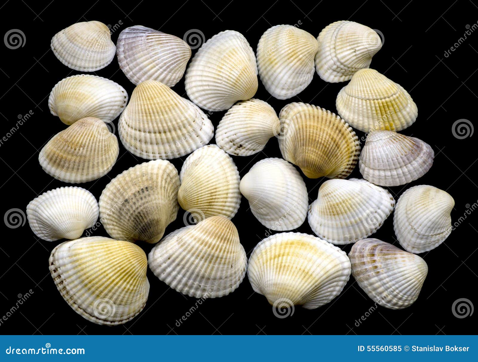 Variety of Sea and River White Shell Macro Isolated Stock Image - Image ...