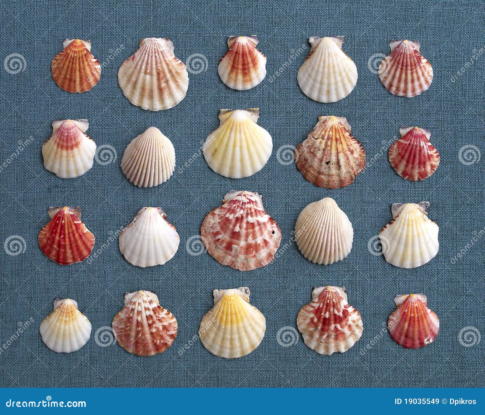 Variety of sea Shells stock image. Image of still, ecology - 19035549