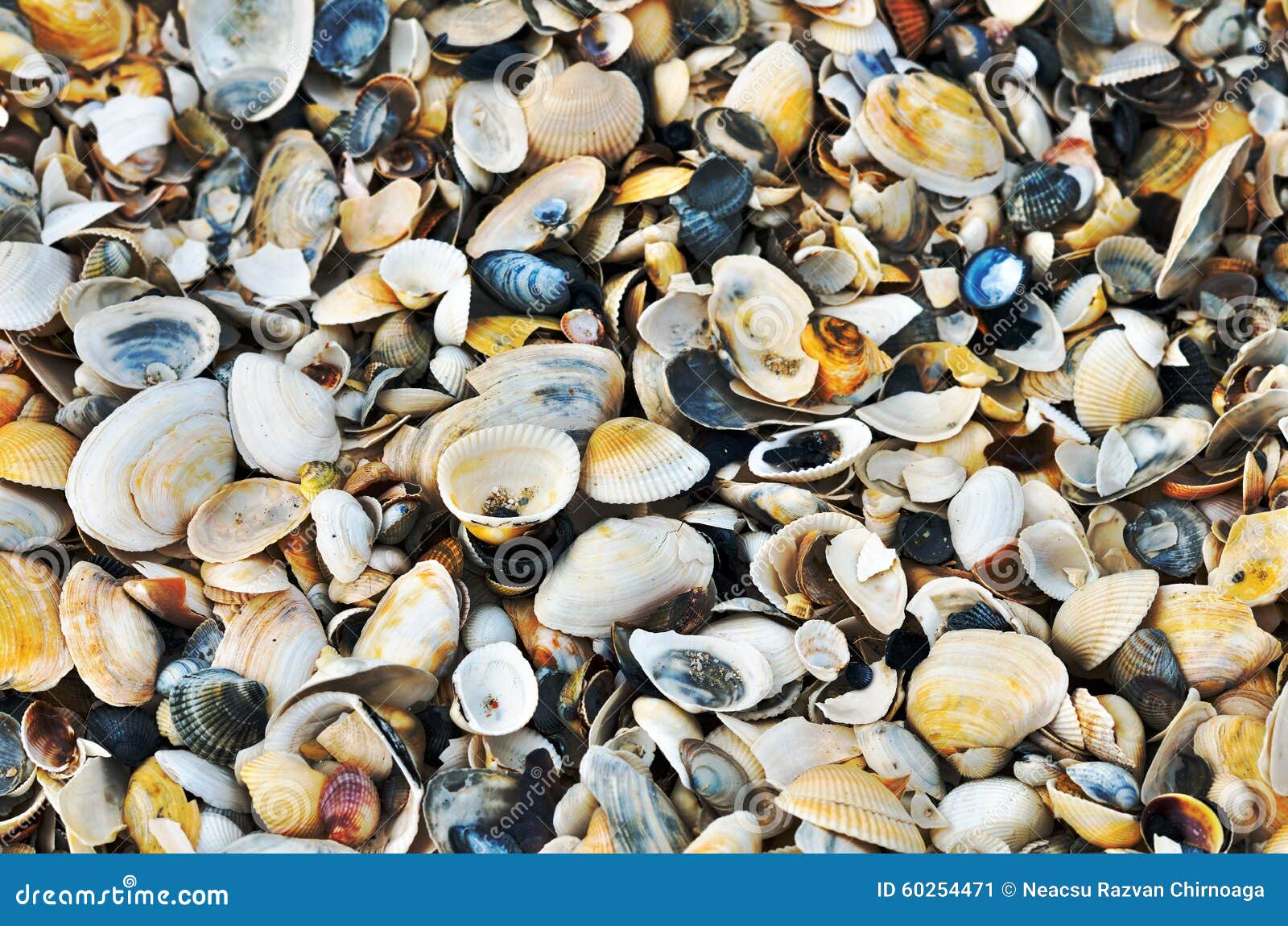 Variety of Sea Shells from Beach Stock Image - Image of pebbles ...