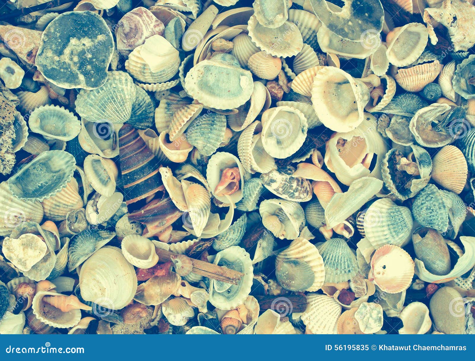 Variety of sea shells stock image. Image of variety, scallop - 56195835